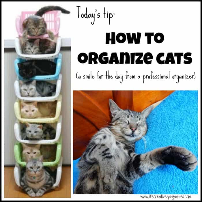 How to organize cats - LIFE, CREATIVELY ORGANIZED