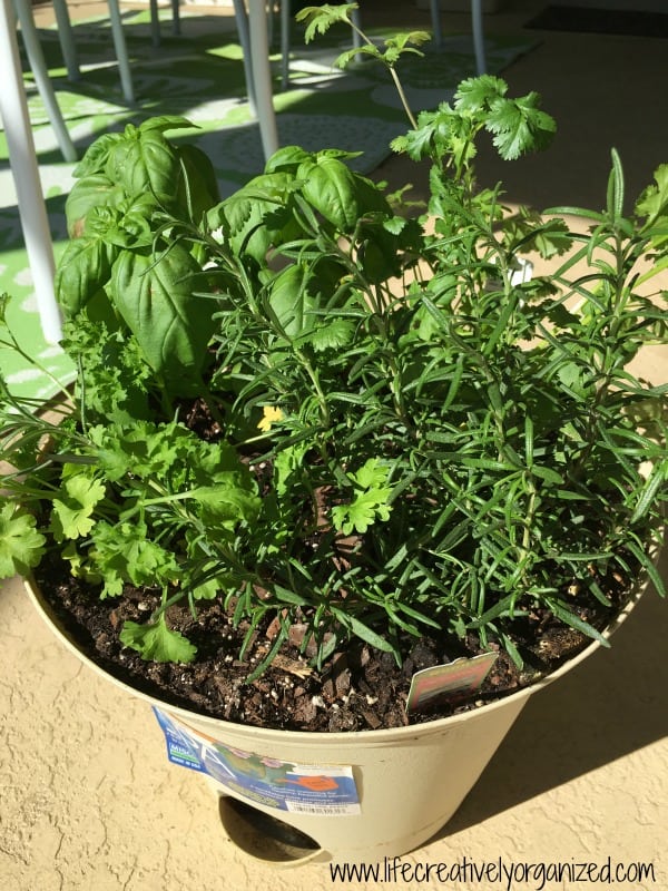 container herb garden - LIFE, CREATIVELY ORGANIZED