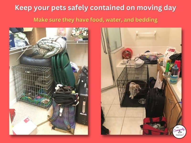 Keep your pets safely contained on moving day - LIFE, CREATIVELY ORGANIZED